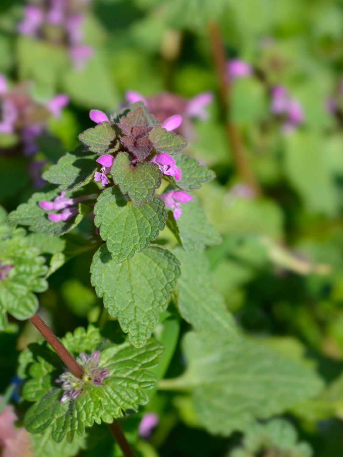 Foraging Purple Dead Nettle (& Ways to Use It) — Practical Self Reliance