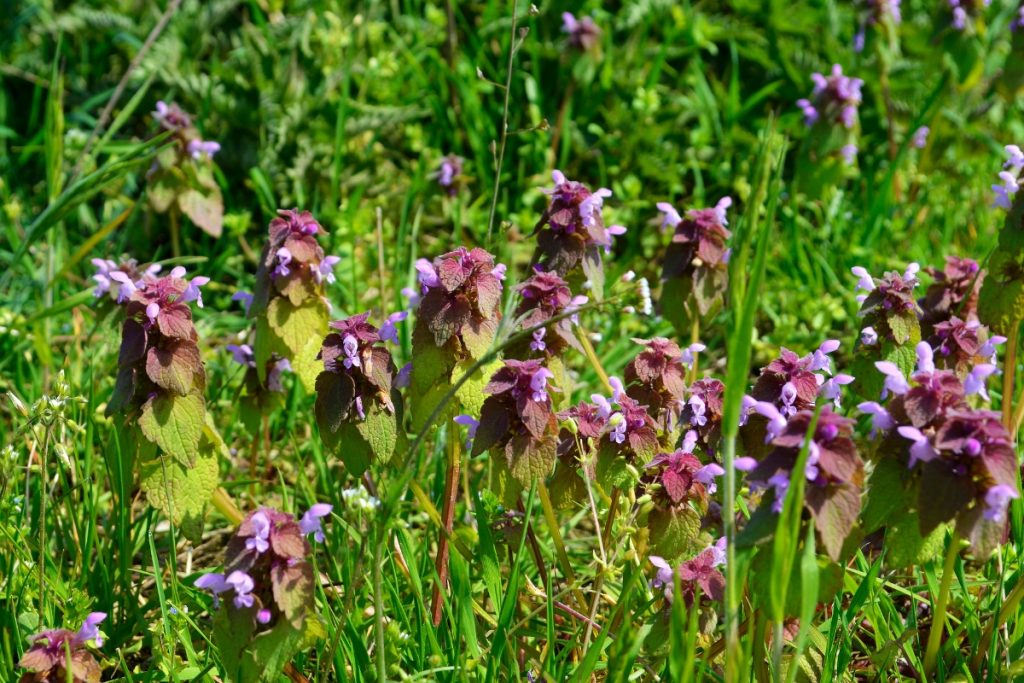 Foraging Purple Dead Nettle (& Ways to Use It) — Practical Self Reliance