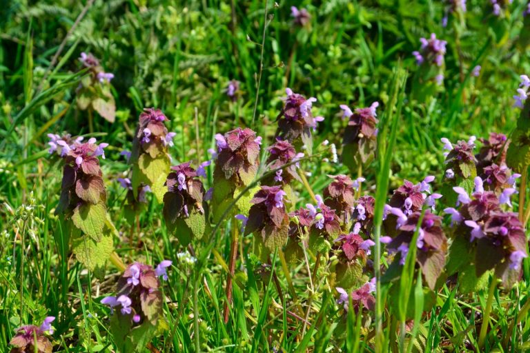 Foraging Purple Dead Nettle (& Ways to Use It) — Practical Self Reliance