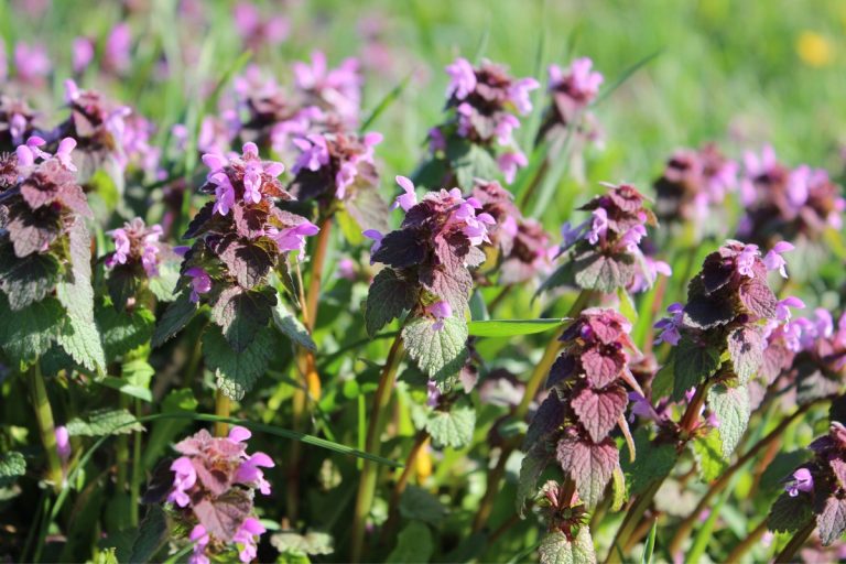 16+ Weeds with Purple Flowers (Identification Guide) — Practical Self ...