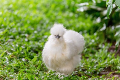 20+ Ornamental Chicken Breeds — Practical Self Reliance
