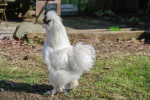 Silkie Chicken Breed Guide — Practical Self Reliance