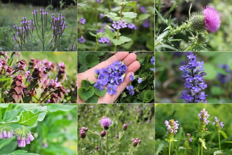 16+ Weeds with Purple Flowers (Identification Guide) — Practical Self ...
