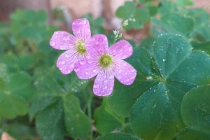 16+ Weeds with Purple Flowers (Identification Guide) — Practical Self Reliance