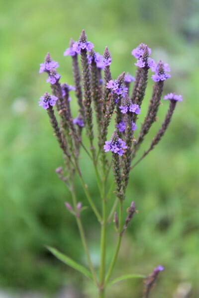 Identifying Blue Vervain (& Ways to Use it) — Practical Self Reliance
