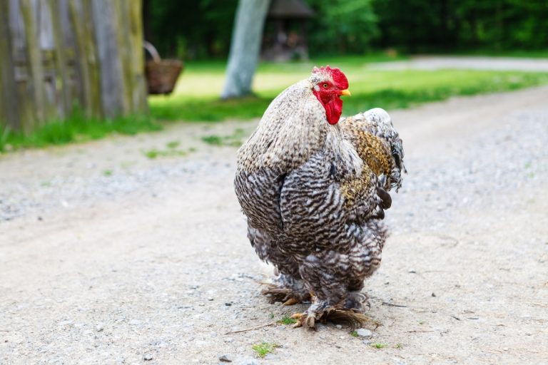 Cochin Chicken Breed Guide — Practical Self Reliance