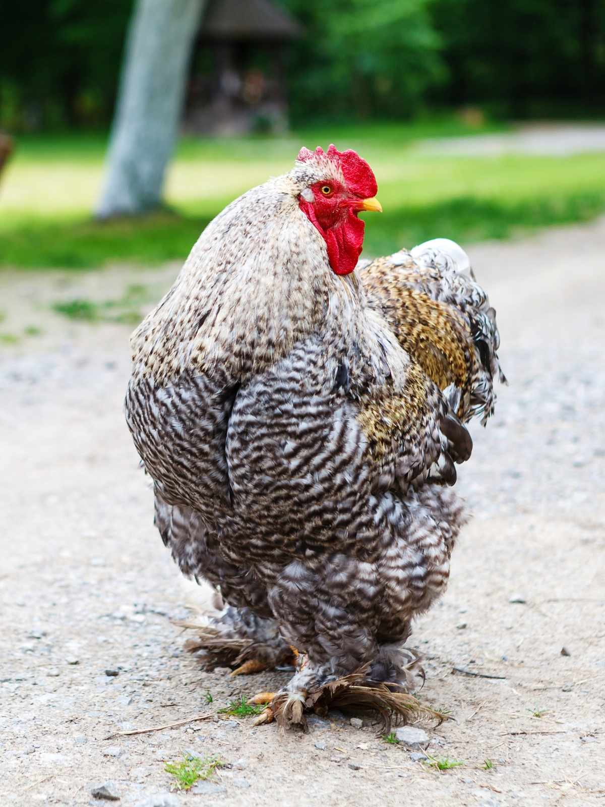 20 Cold Hardy Chicken Breeds Practical Self Reliance