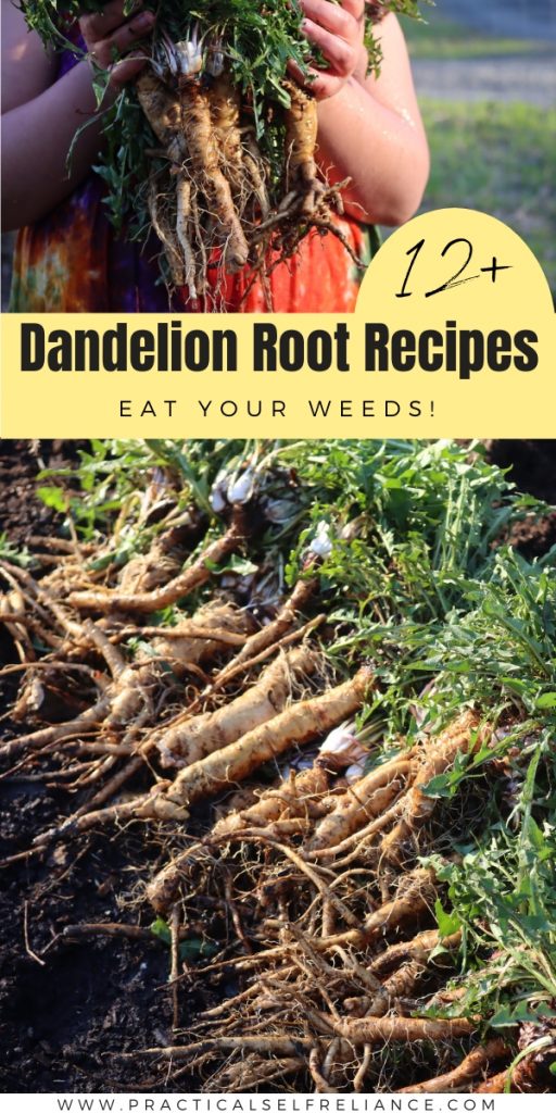 12+ Dandelion Root Recipes — Practical Self Reliance