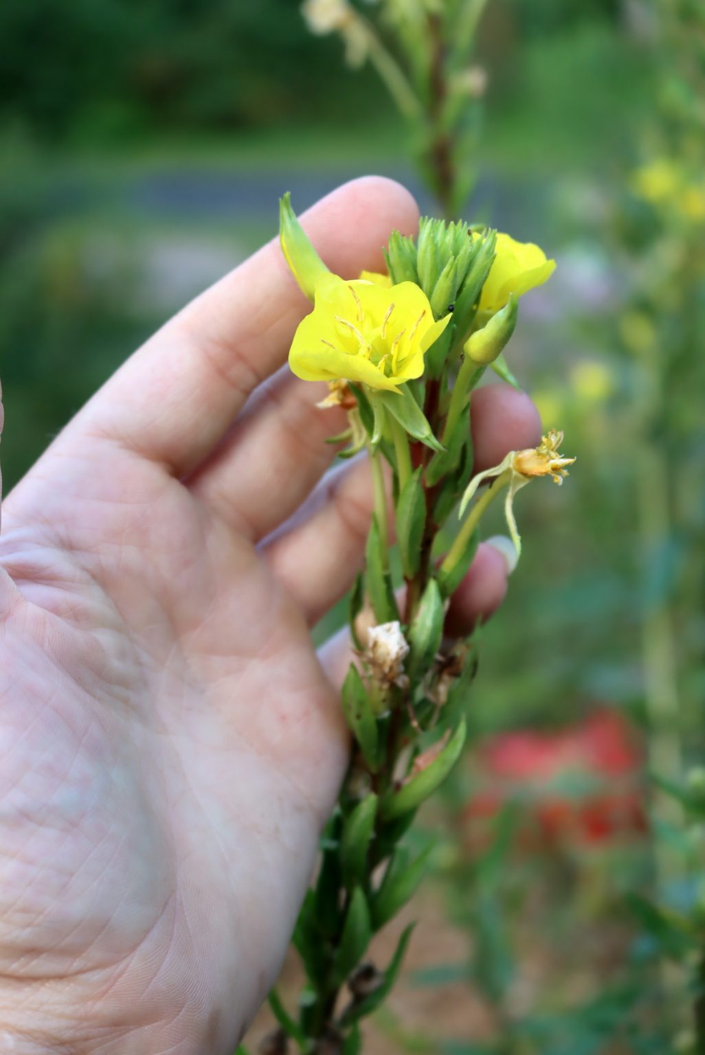 Identifying Evening Primrose (& Ways to Use It) — Practical Self Reliance