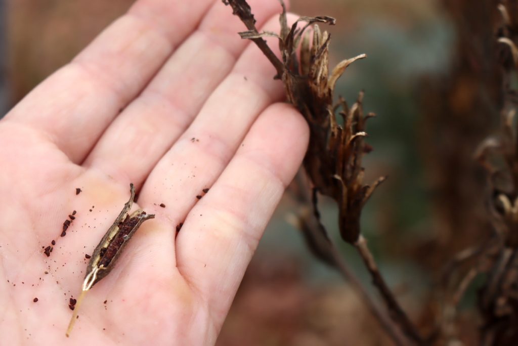 Identifying Evening Primrose (& Ways to Use It) — Practical Self Reliance