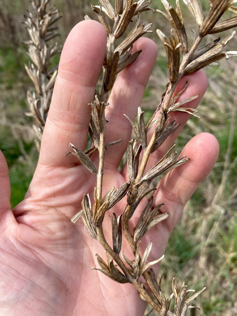Identifying Evening Primrose (& Ways to Use It) — Practical Self Reliance