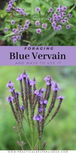 Identifying Blue Vervain (& Ways to Use it) — Practical Self Reliance