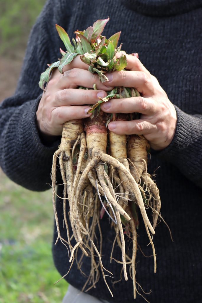 Identifying Evening Primrose (& Ways to Use It) — Practical Self Reliance