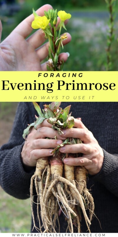 Identifying Evening Primrose (& Ways to Use It) — Practical Self Reliance