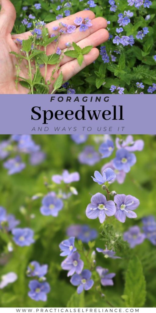 Identifying Speedwell (& Ways to Use It) — Practical Self Reliance