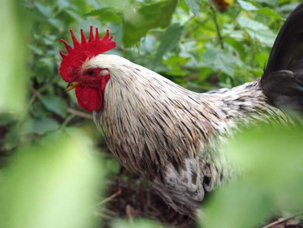 Isbar Chicken Breed Guide — Practical Self Reliance