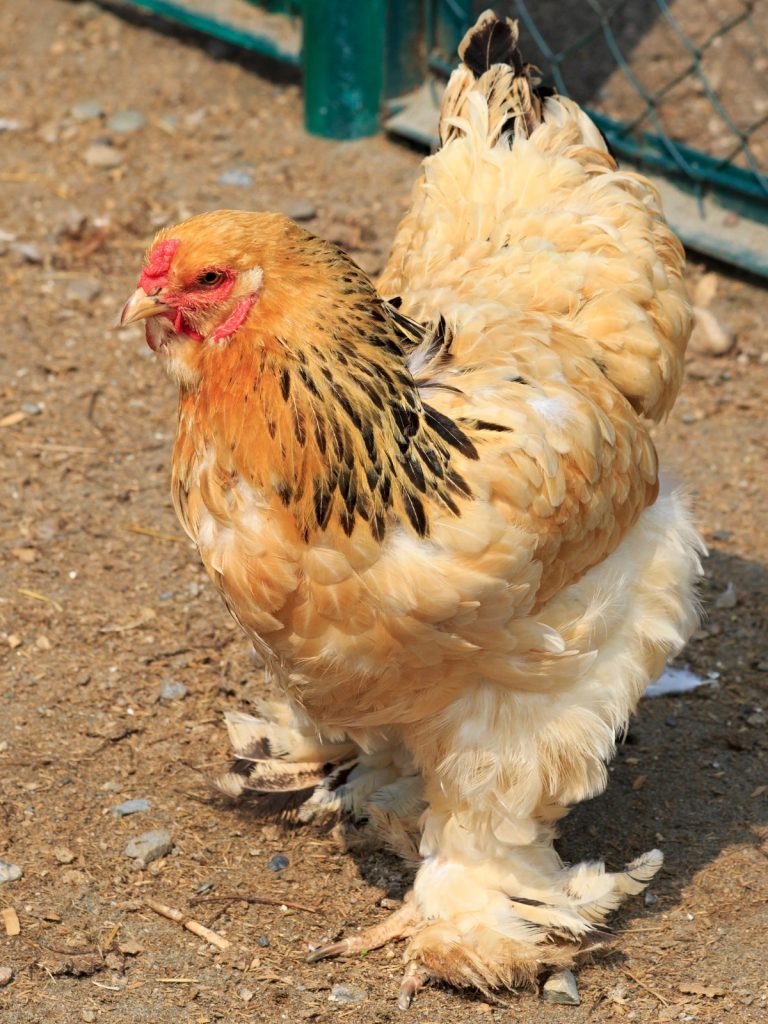 Cochin Chicken Breed Guide — Practical Self Reliance