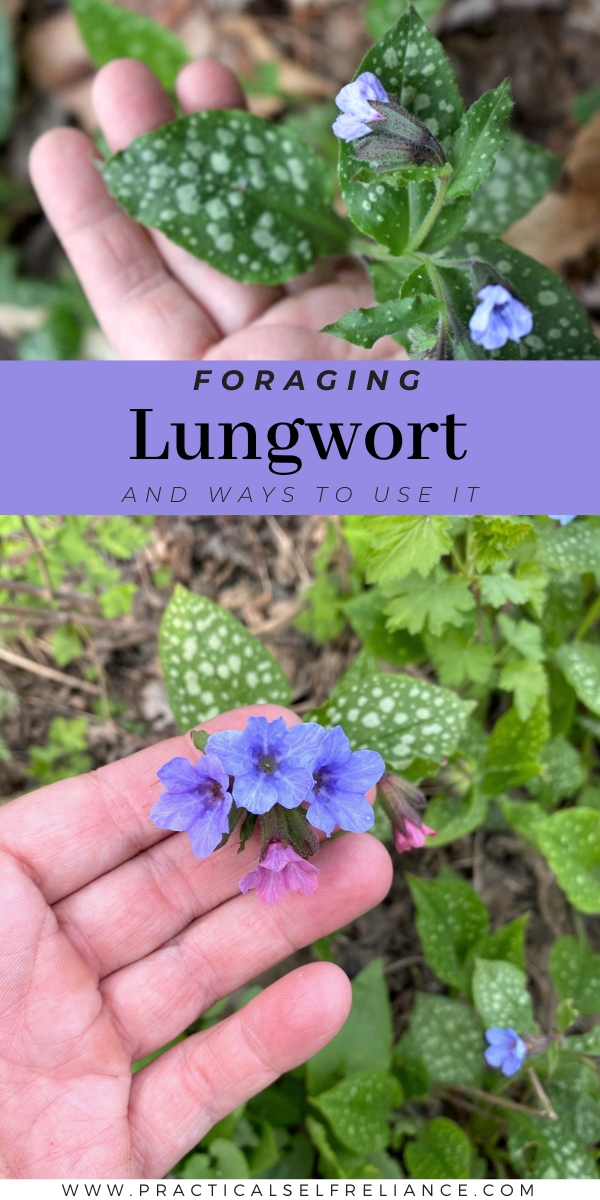 Identifying Lungwort Ways To Use It Practical Self Reliance