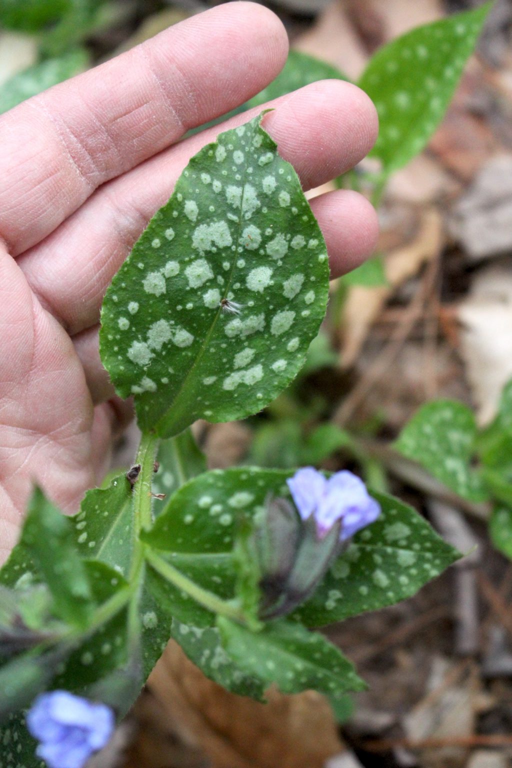 Identifying Lungwort (& Ways to Use it) — Practical Self Reliance