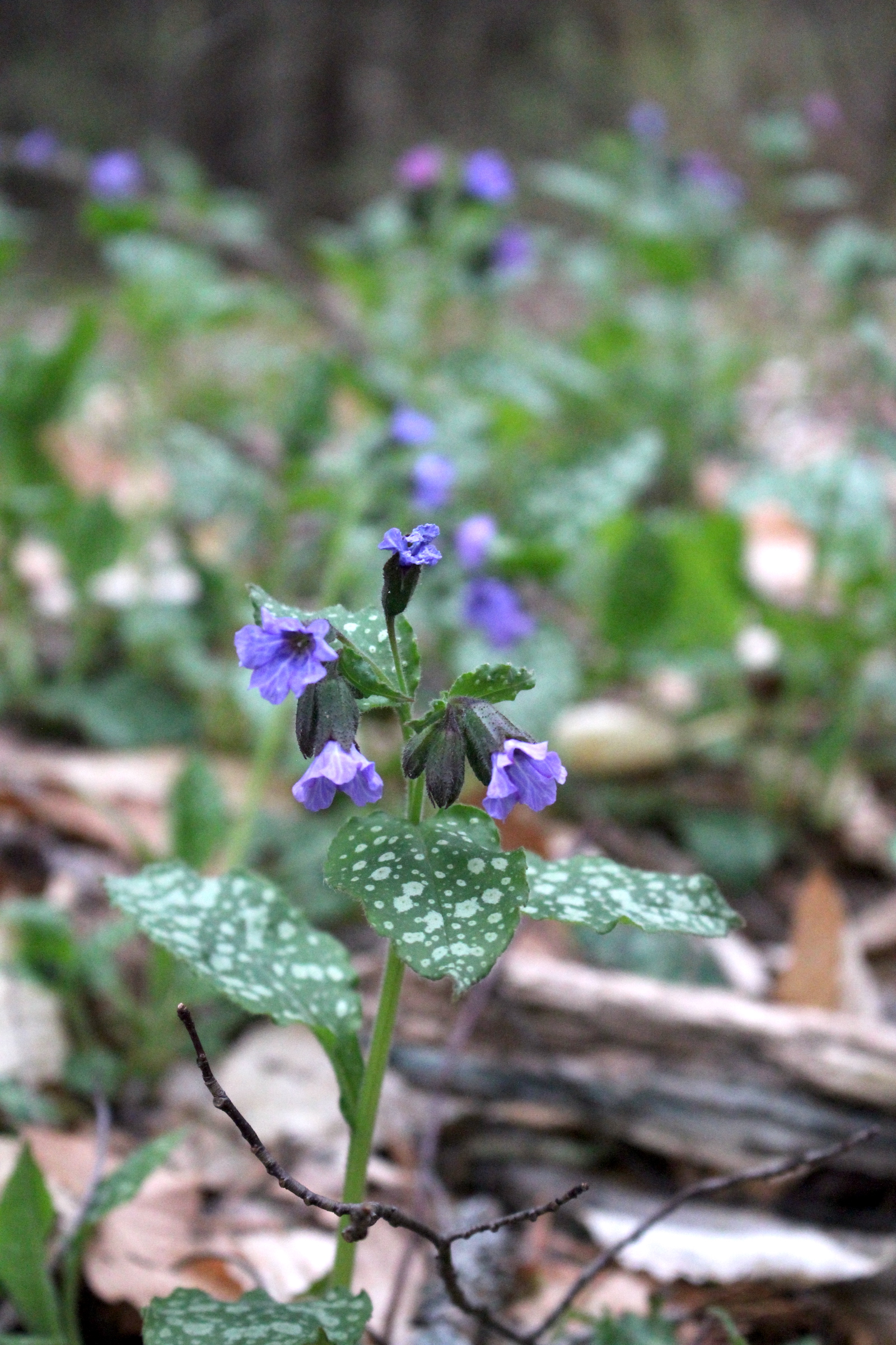 Identifying Lungwort Ways To Use It Practical Self Reliance