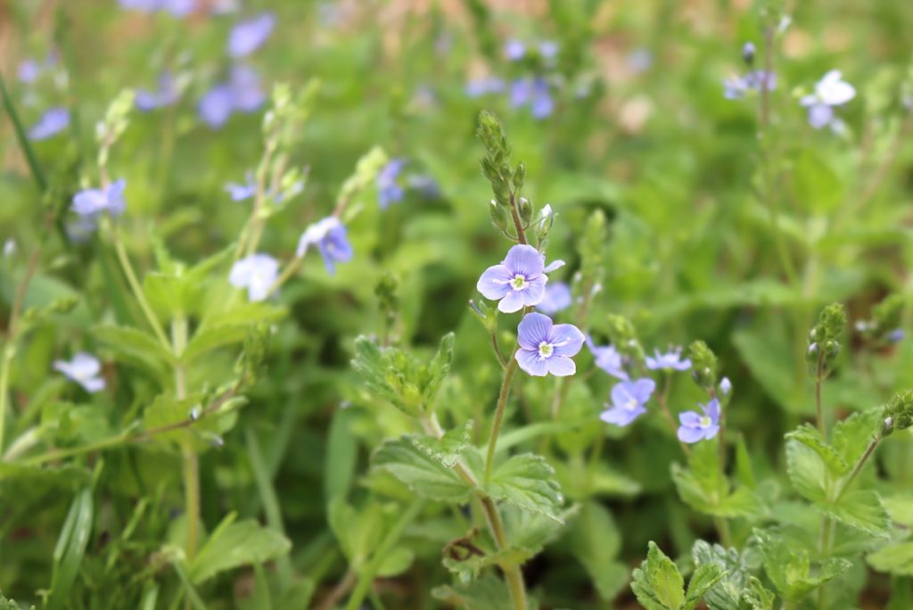 Identifying Speedwell (& Ways to Use It) — Practical Self Reliance