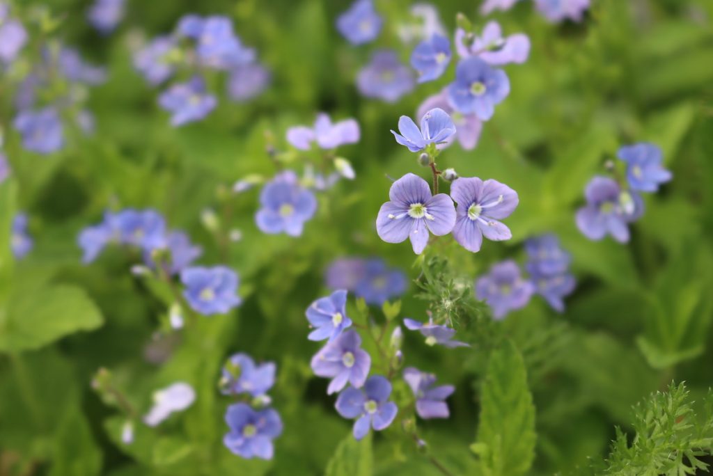 30+ Weeds with Blue Flowers (Identification Guide) — Practical Self ...