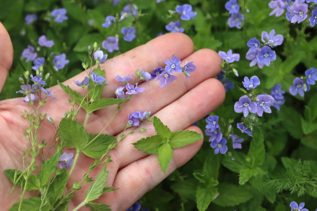 Identifying Speedwell (& Ways to Use It) — Practical Self Reliance