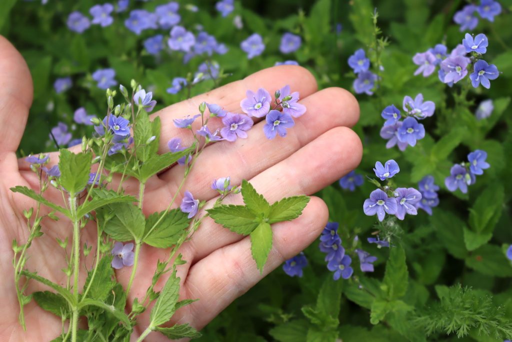 Identifying Speedwell (& Ways to Use It) — Practical Self Reliance