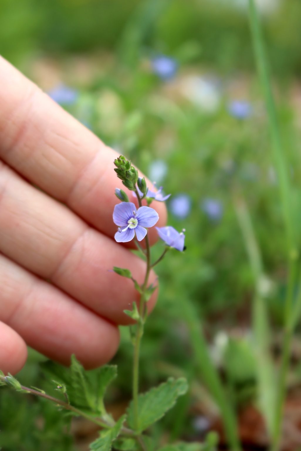 Identifying Speedwell (& Ways to Use It) — Practical Self Reliance