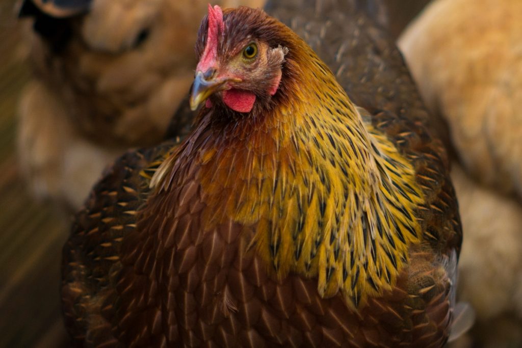 Welsummer Chicken Breed Guide — Practical Self Reliance
