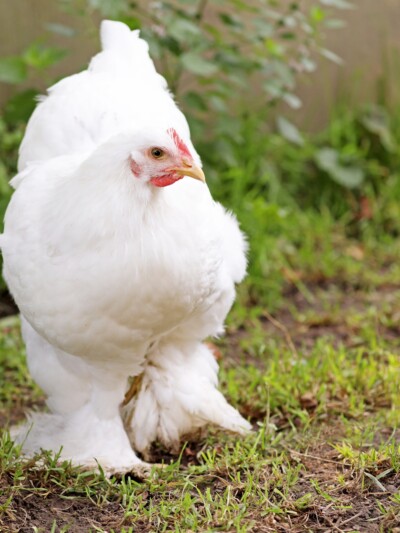 Cochin Chicken Breed Guide — Practical Self Reliance