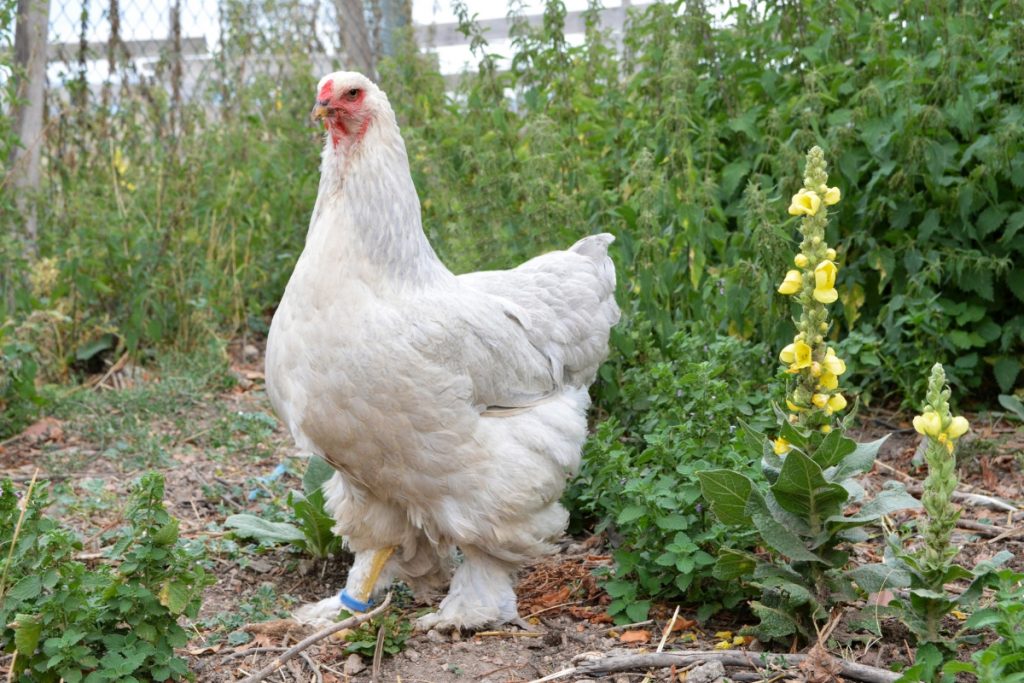 Brahma Chicken Breed Guide — Practical Self Reliance