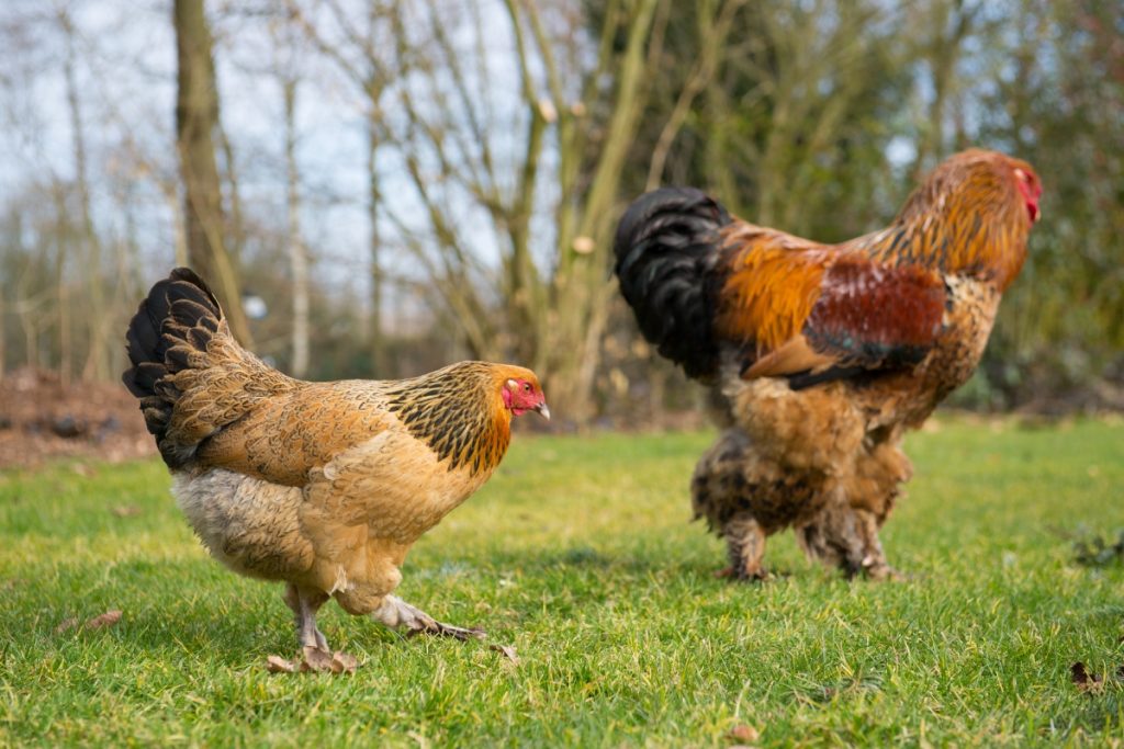 50+ Chicken Breeds from A to Z (& How to Choose) — Practical Self Reliance