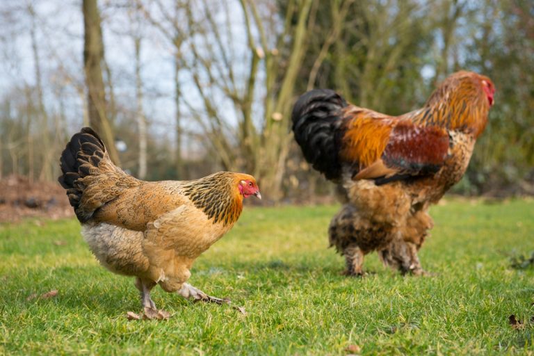 50+ Chicken Breeds from A to Z (& How to Choose) — Practical Self Reliance