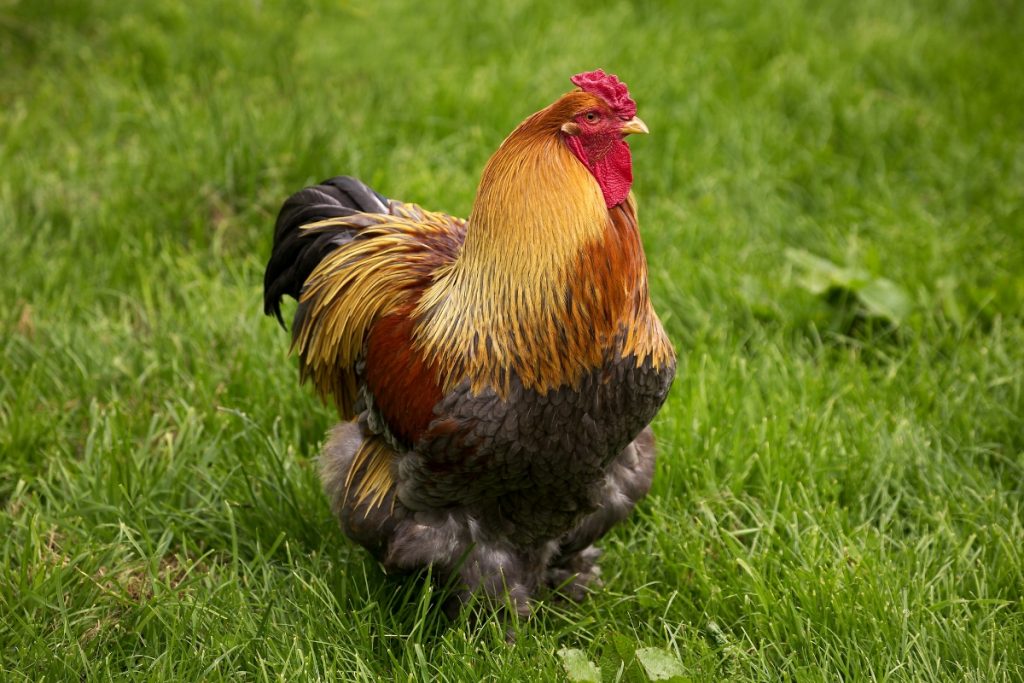 Brahma Chicken Breed Guide — Practical Self Reliance
