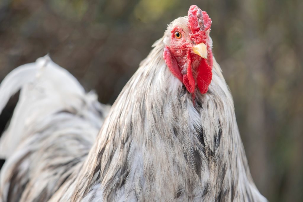 Brahma Chicken Breed Guide — Practical Self Reliance
