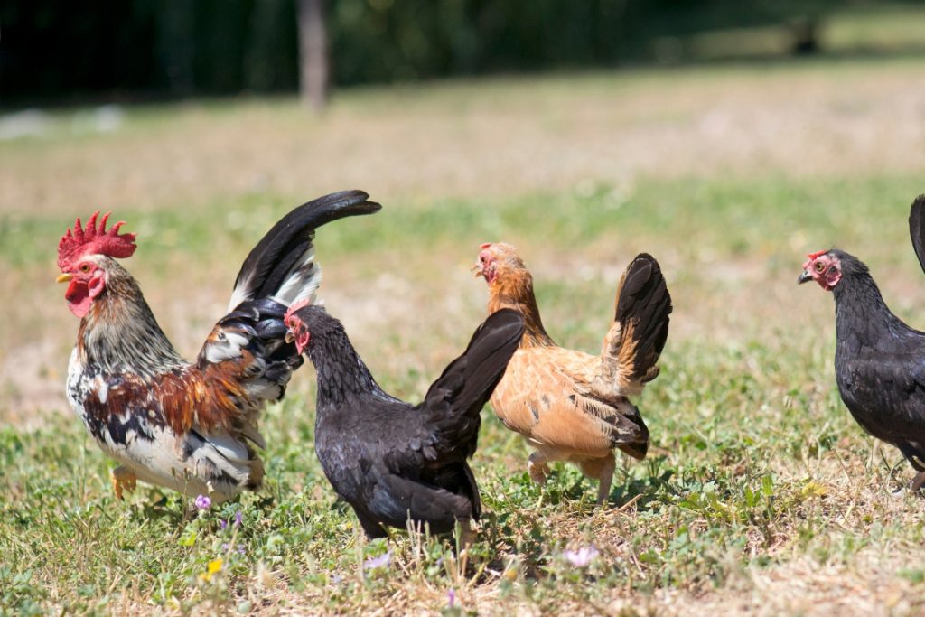 Serama Chickens Breed Guide — Practical Self Reliance