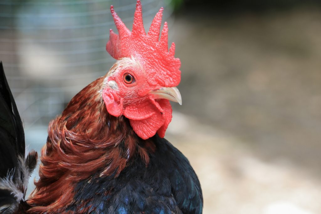 Serama Chickens Breed Guide — Practical Self Reliance