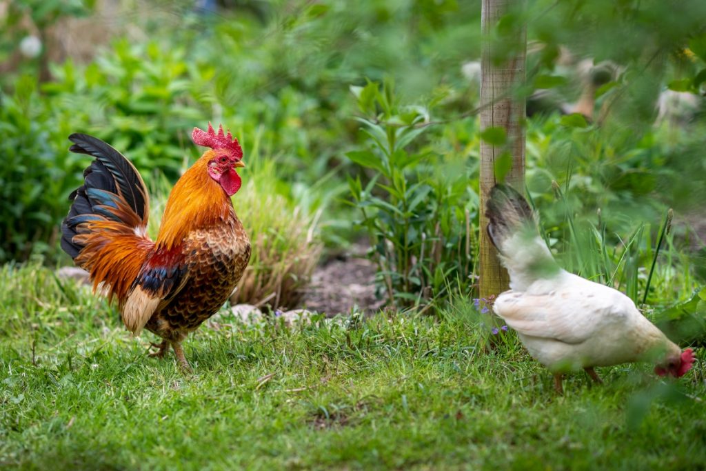 Serama Chickens Breed Guide — Practical Self Reliance