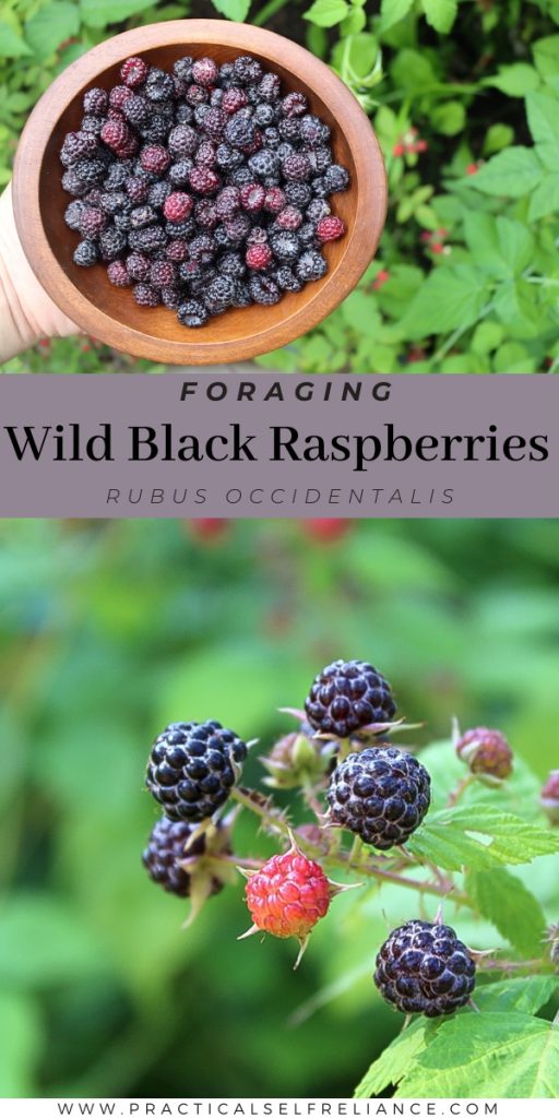 Foraging Wild Black Raspberries (& Ways to Use Them) — Practical Self ...