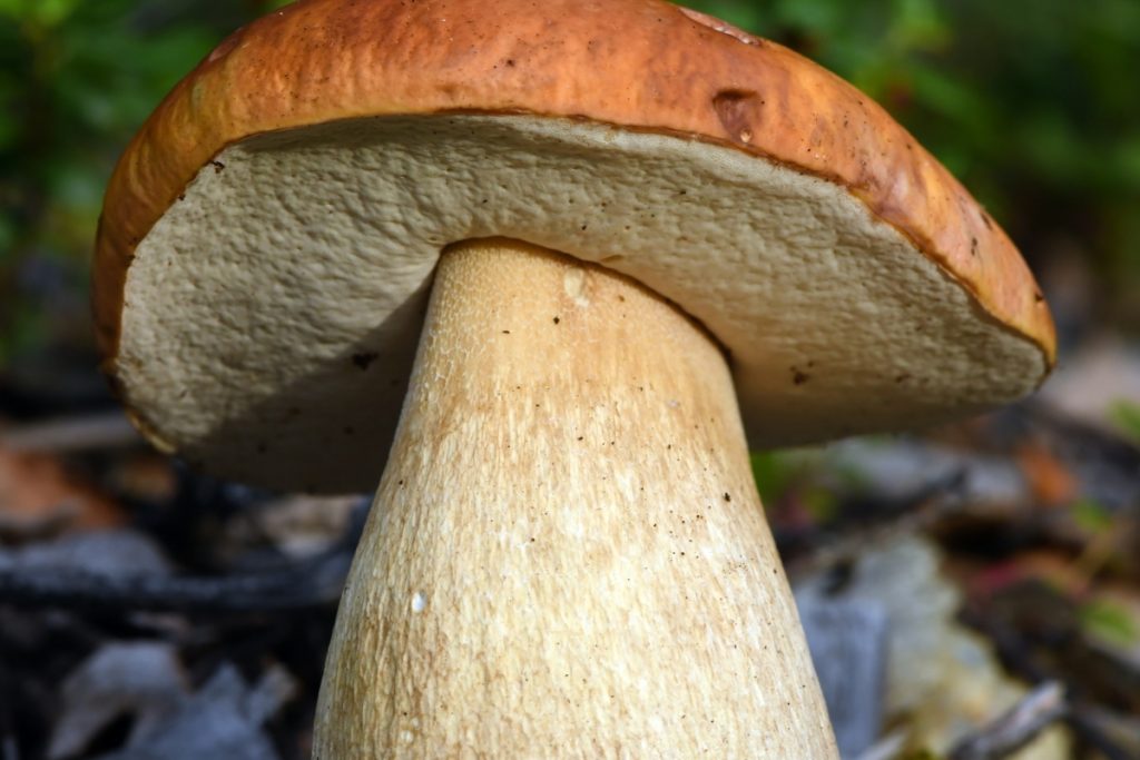 Foraging King Boletes (and Other Bolete Mushrooms) — Practical Self ...