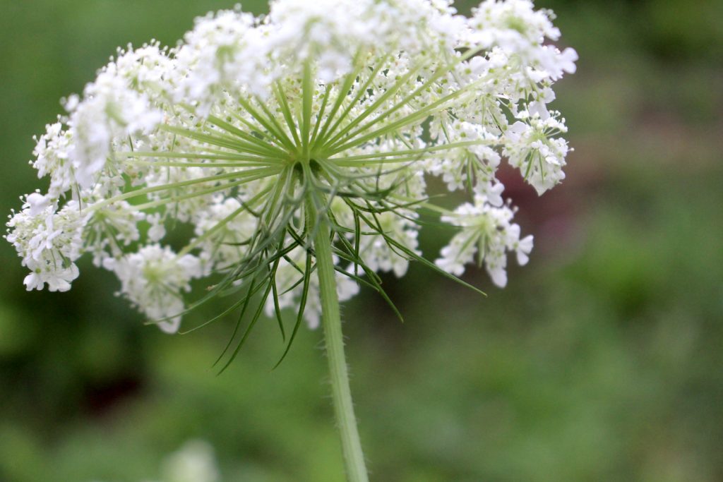 Foraging Queen Anne's Lace (& Avoiding Look Alikes) — Practical Self ...