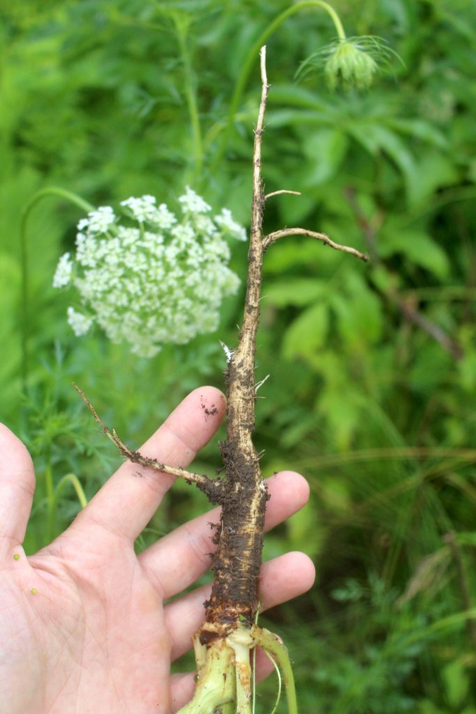 Foraging Queen Anne's Lace (& Avoiding Look Alikes) — Practical Self ...