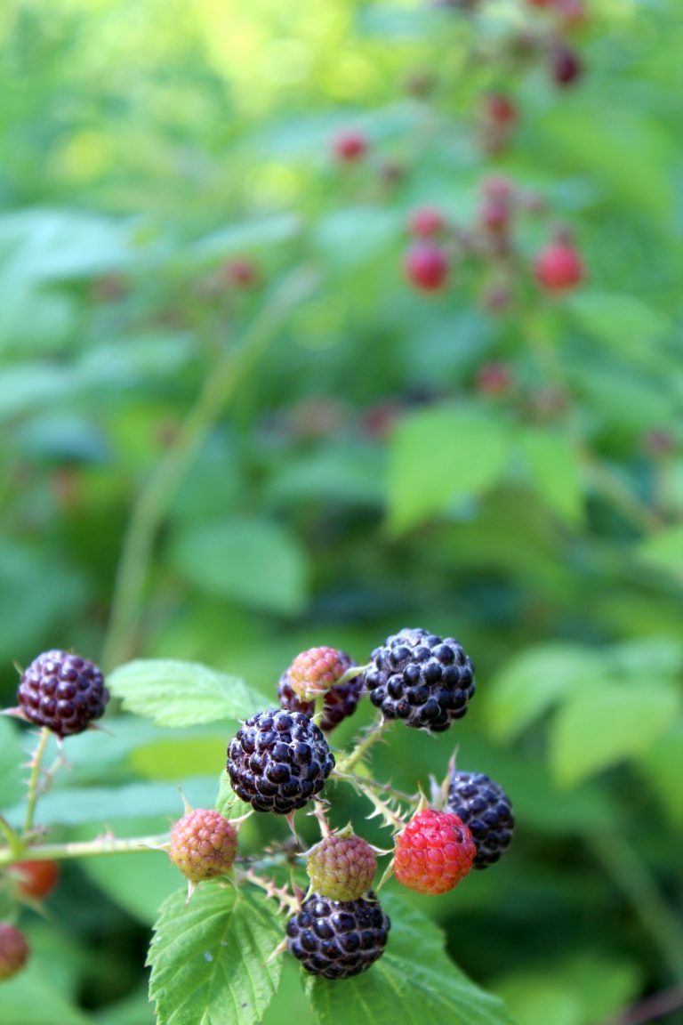 Foraging Wild Black Raspberries (& Ways to Use Them) — Practical Self ...