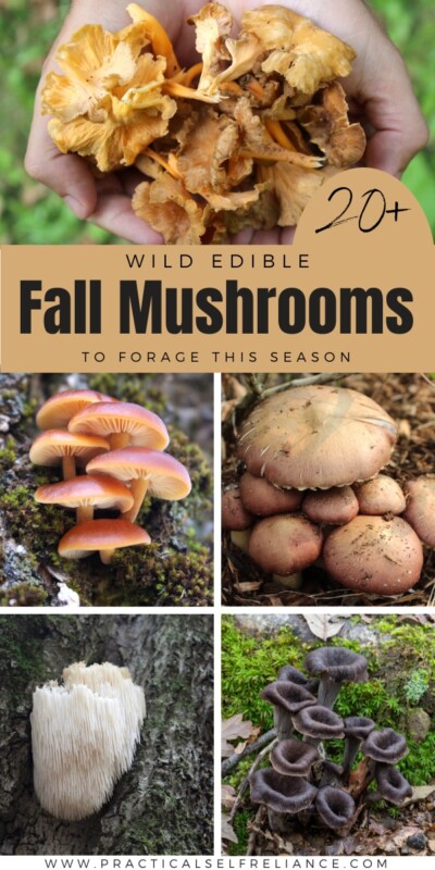 20+ Mushrooms for Forage in Fall — Practical Self Reliance