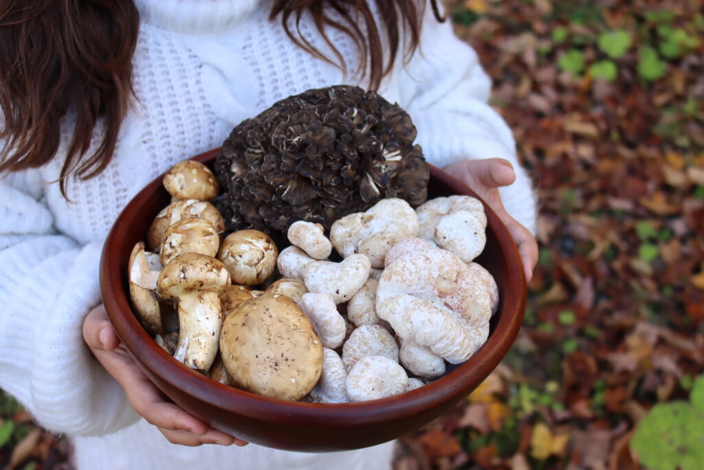 20+ Mushrooms for Forage in Fall — Practical Self Reliance
