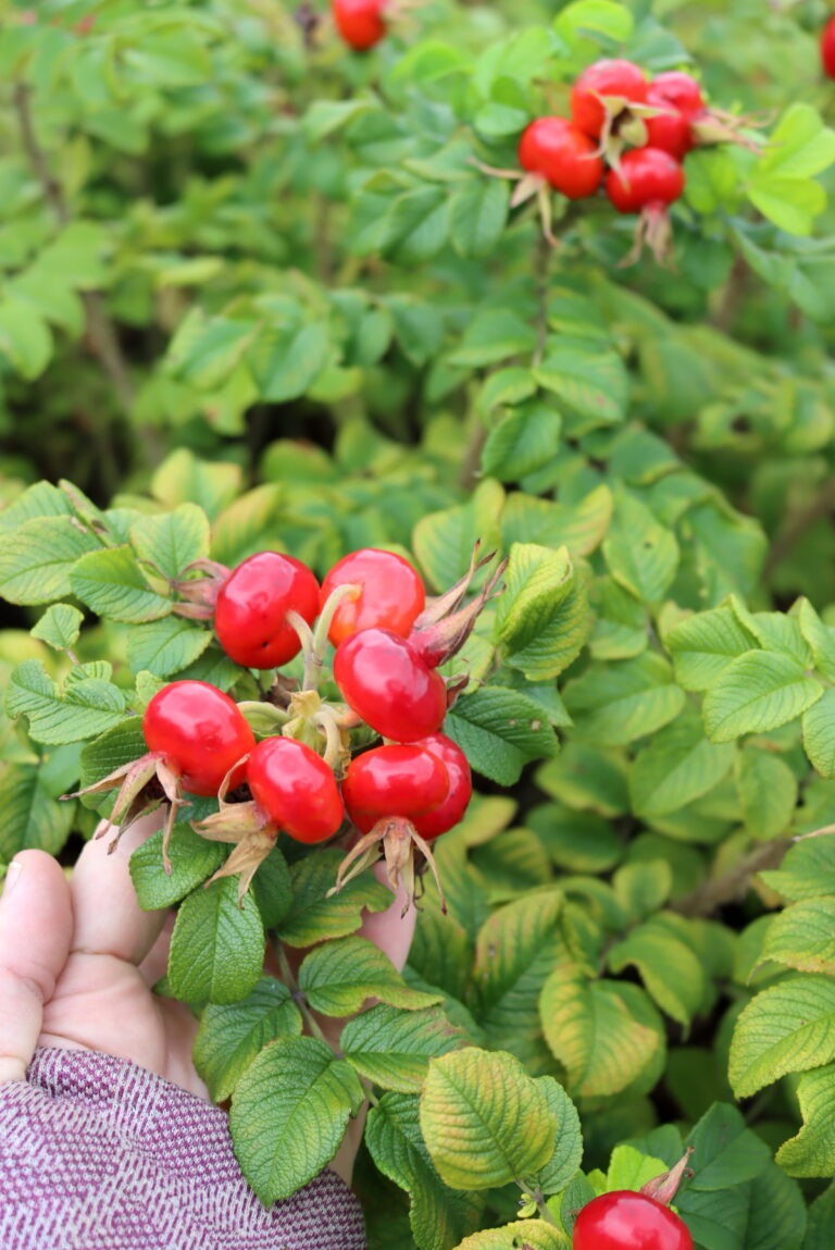 Foraging Rose Hips (& Ways to Use Them) — Practical Self Reliance