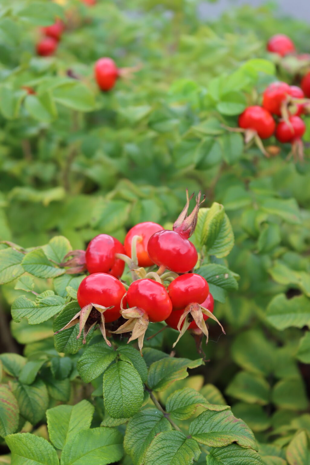 Foraging Rose Hips (& Ways to Use Them) — Practical Self Reliance