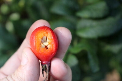 Foraging Rose Hips (& Ways to Use Them) — Practical Self Reliance
