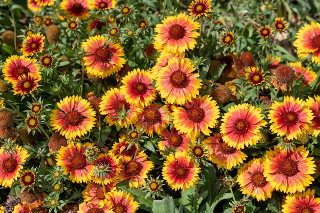 15+ Weeds with Orange Flowers (Identification Guide) — Practical Self ...